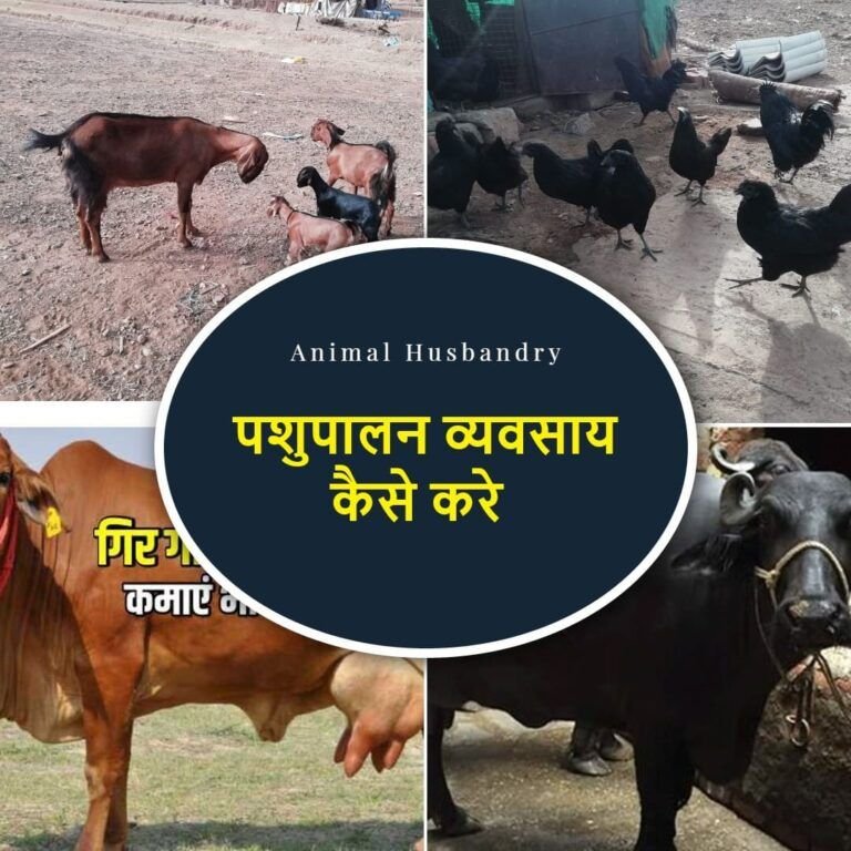Pashupalan Business: पशुपालन व्यवसाय कैसे करे, इसके लाभ, हानि, आवश्यकता ...
